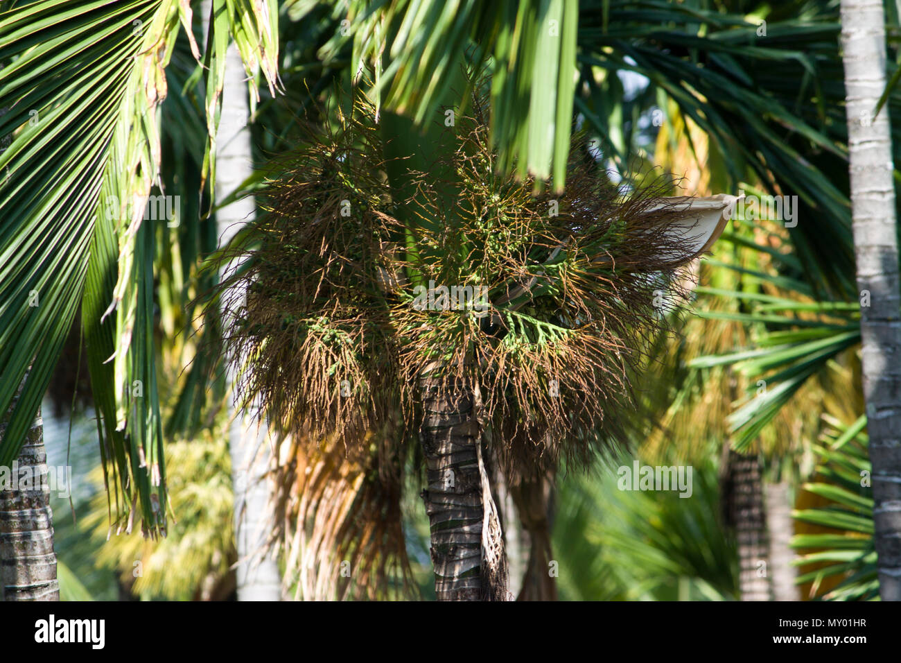 Areca nut Or Supari Plant Usually Called As Palm Tree Estate Coimbatore ...