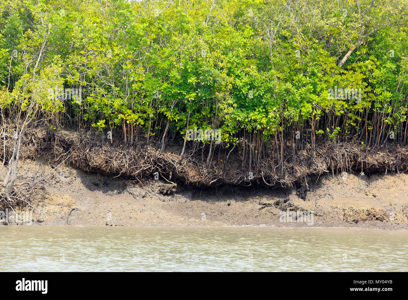 Sundarbans, the largest mangrove forest in the world. Satkhira, Bangladesh Stock Photo - Alamy
