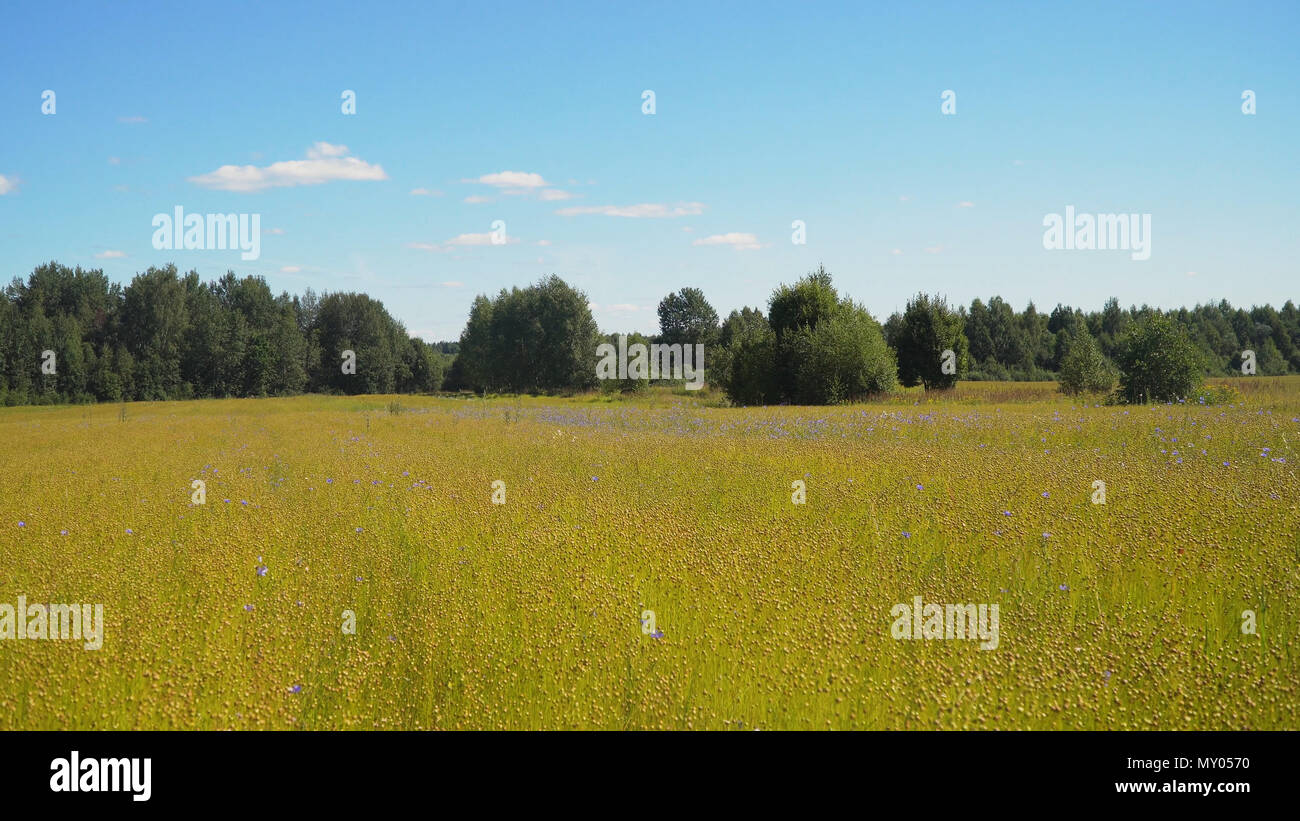 Maturing flax in a large field, almost ready to harvest. Flax field in ...