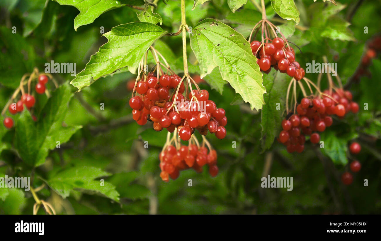 Viburnum viburnum opulus berries with its leaves outdoor in autumn ...