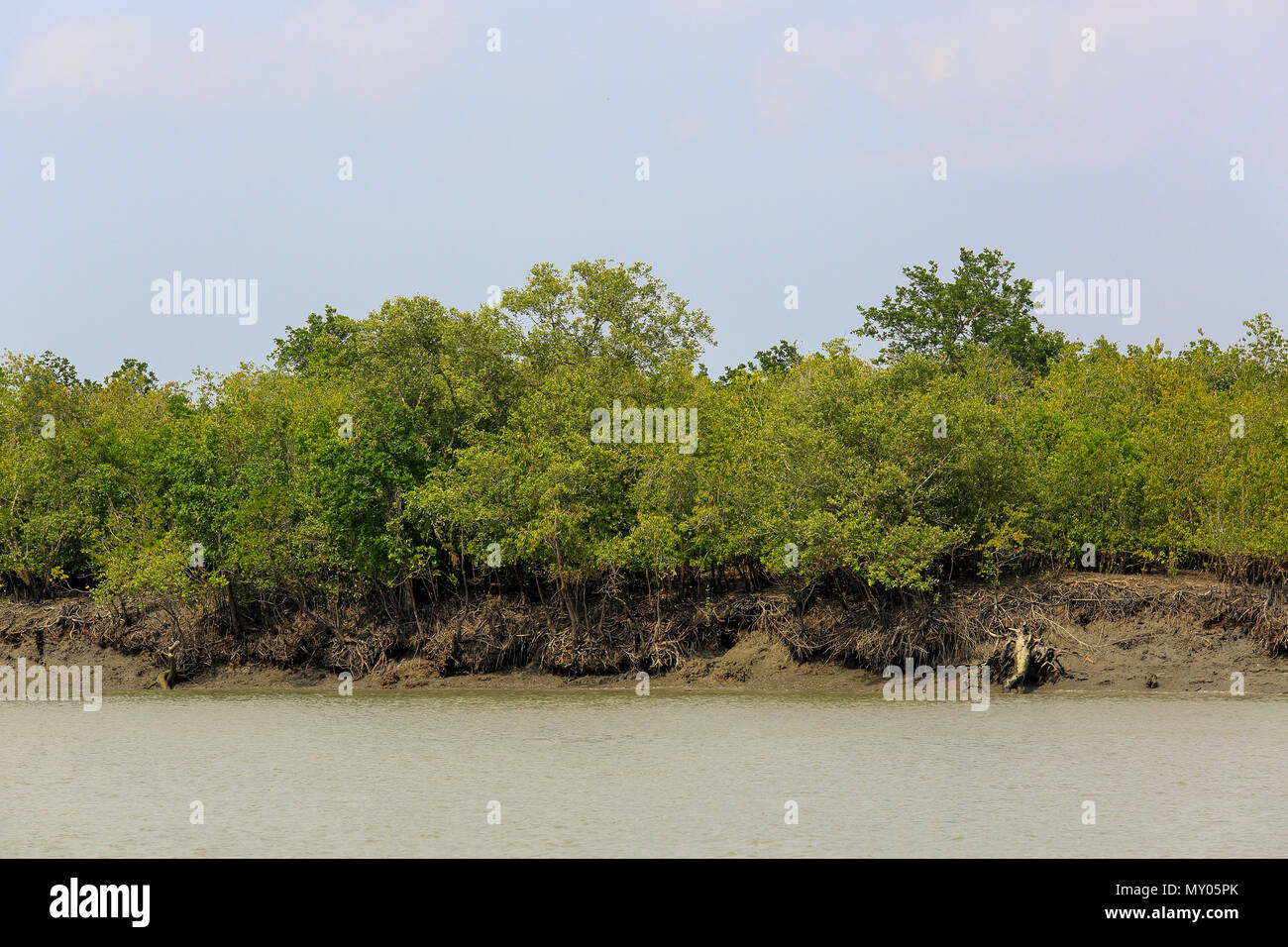 Sundarbans, the largest mangrove forest in the world. Satkhira, Bangladesh Stock Photo - Alamy