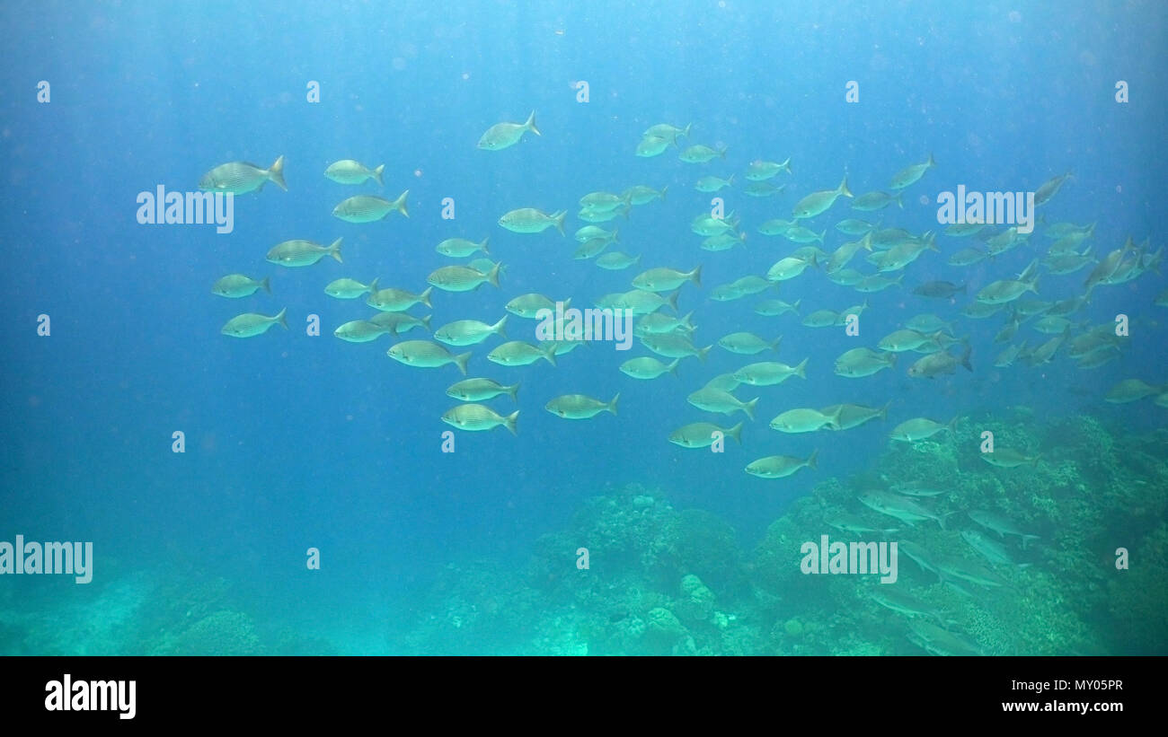 Shoal Fish in ocean. Tropical fish in the blue water. Wonderful and ...