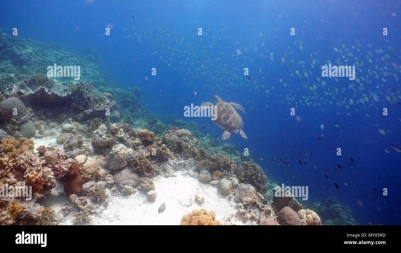 Sea turtle swimming underwater over corals. Sea turtle moves its ...