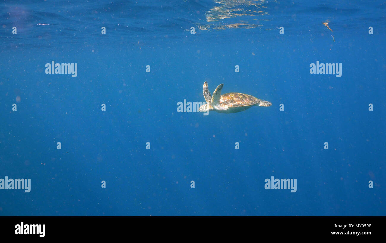 Sea turtle swimming underwater in the sea. Turtle moves its flippers in ...