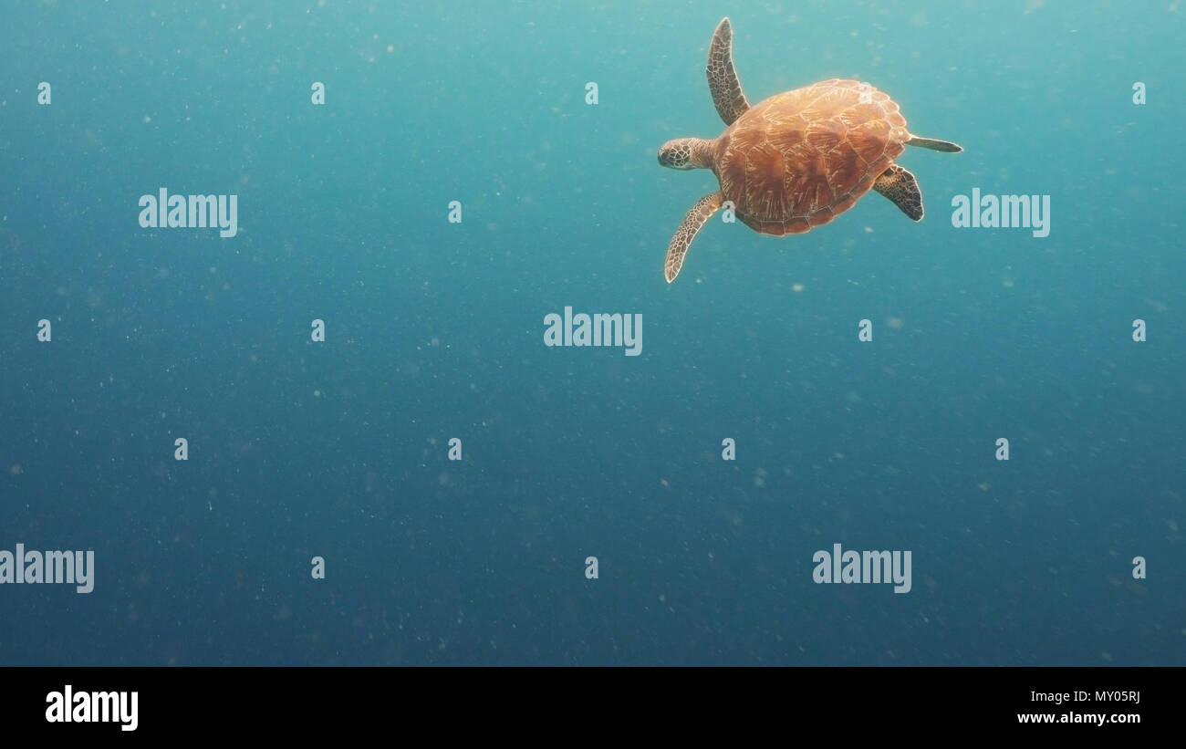 Sea turtle swimming underwater in the sea. Turtle moves its flippers in ...