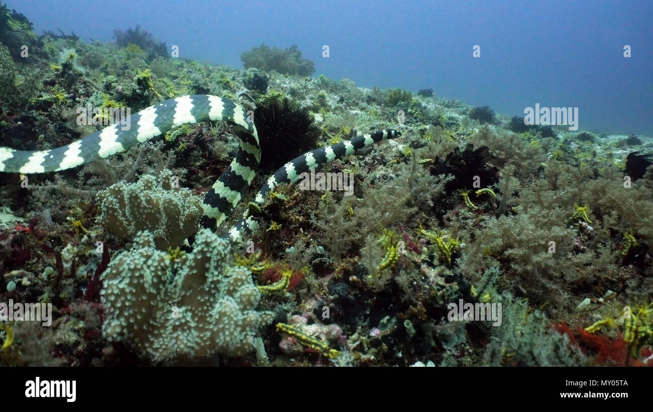 Sea snake on coral reef. Banded Sea Snake underwater.Wonderful and ...