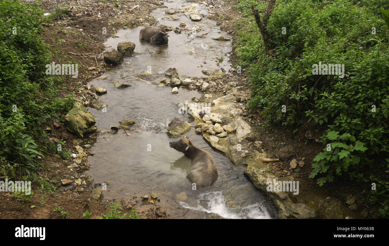 Asian bull cooled in a mountain river in the Philippines. Black bull ...
