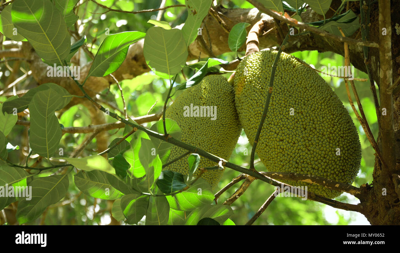 Jackfruit Tree and young Jackfruits. Tree branch full of jack fruits ...