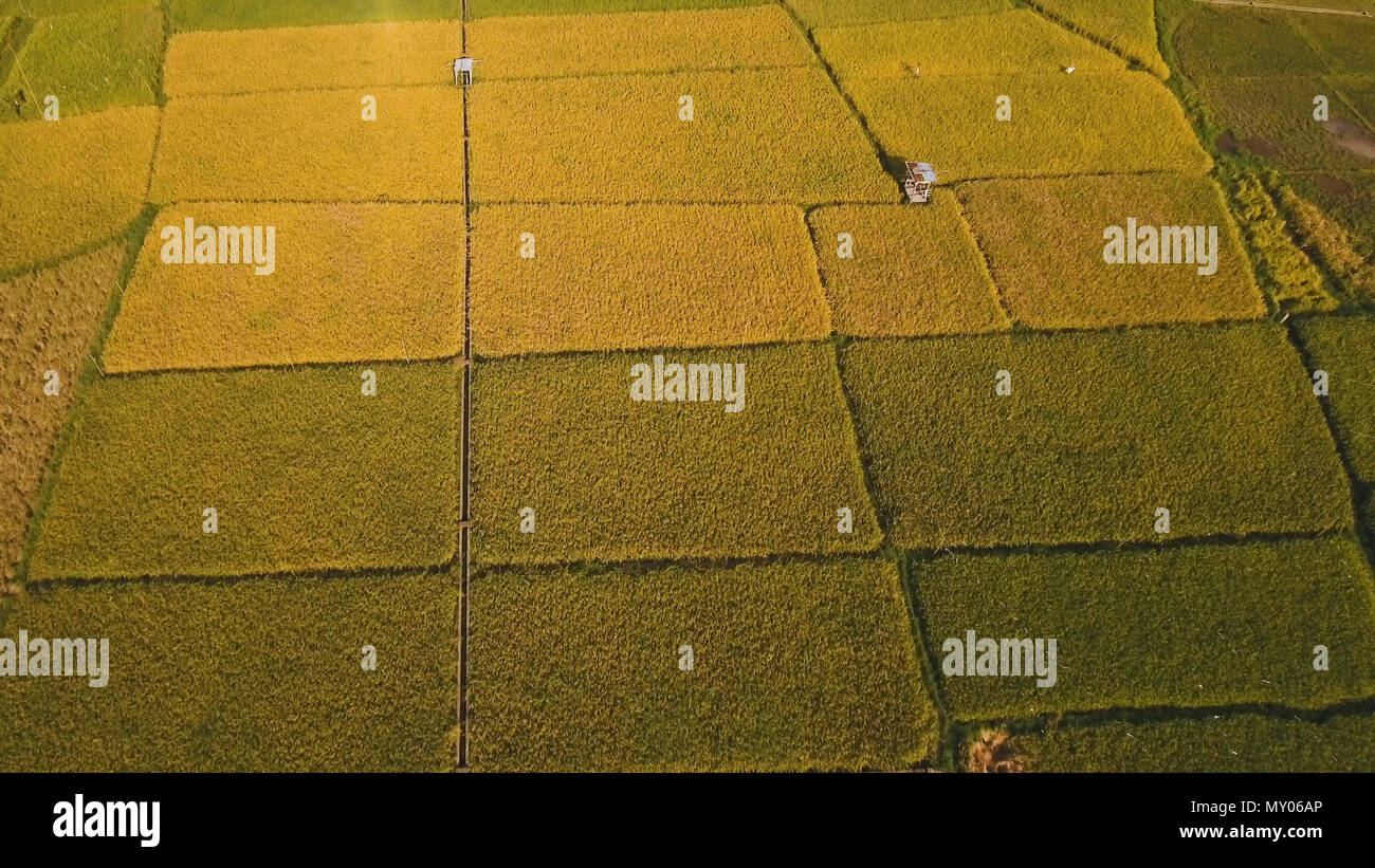 Rice field with yellowish green grass. Aerial view: rice plantation ...