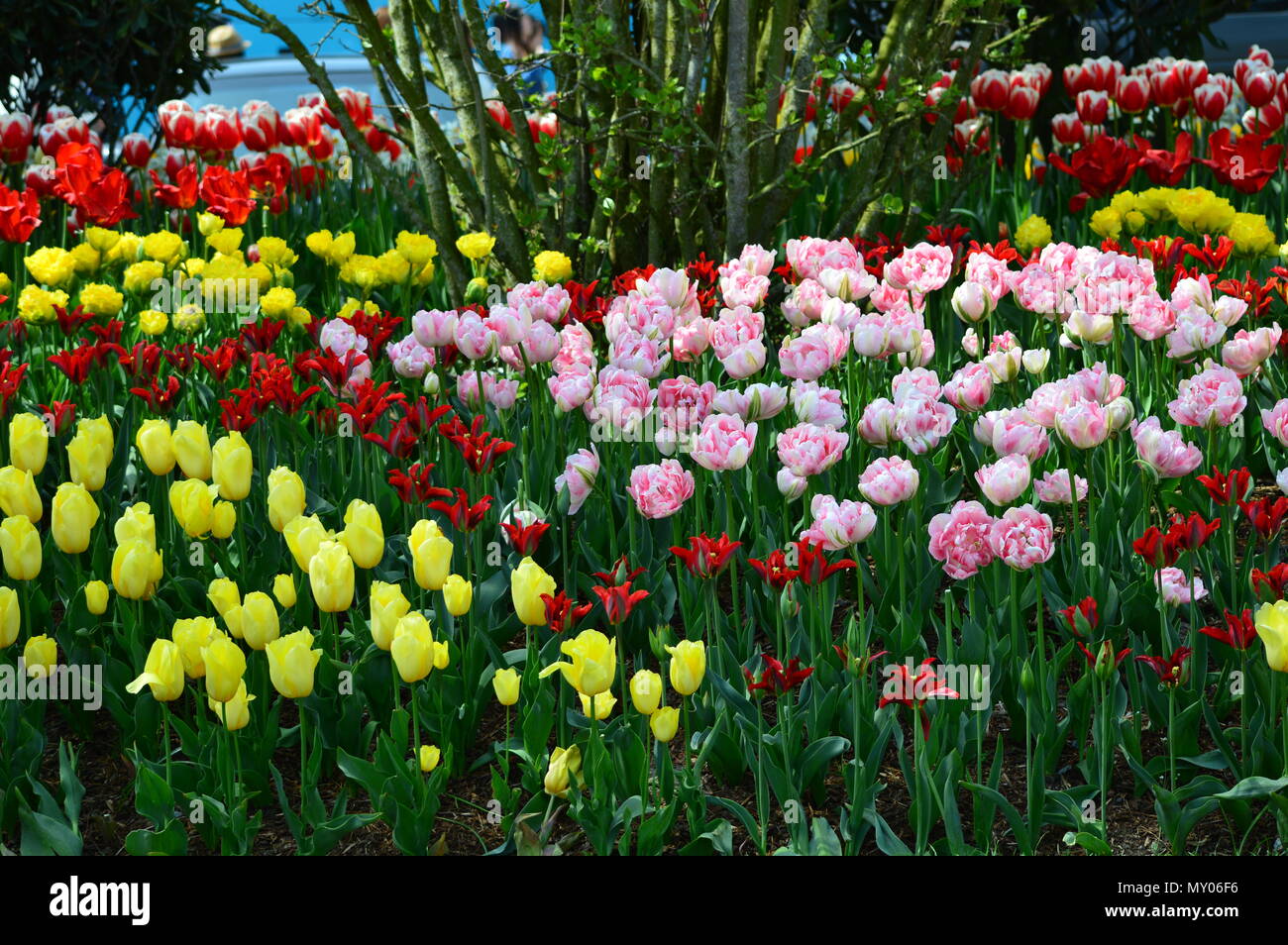 Tulip Display Garden Stock Photo - Alamy