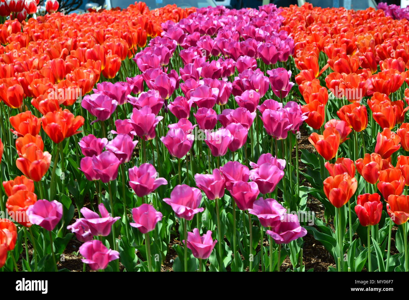 Tulip Farm in the NW Stock Photo - Alamy