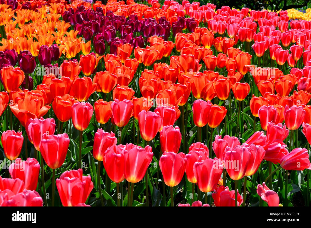 Red and Orange Tulips in Display Garden Stock Photo - Alamy