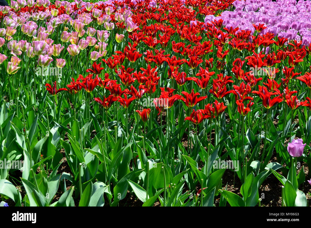 Tulip Display Garden in Washington Stock Photo - Alamy
