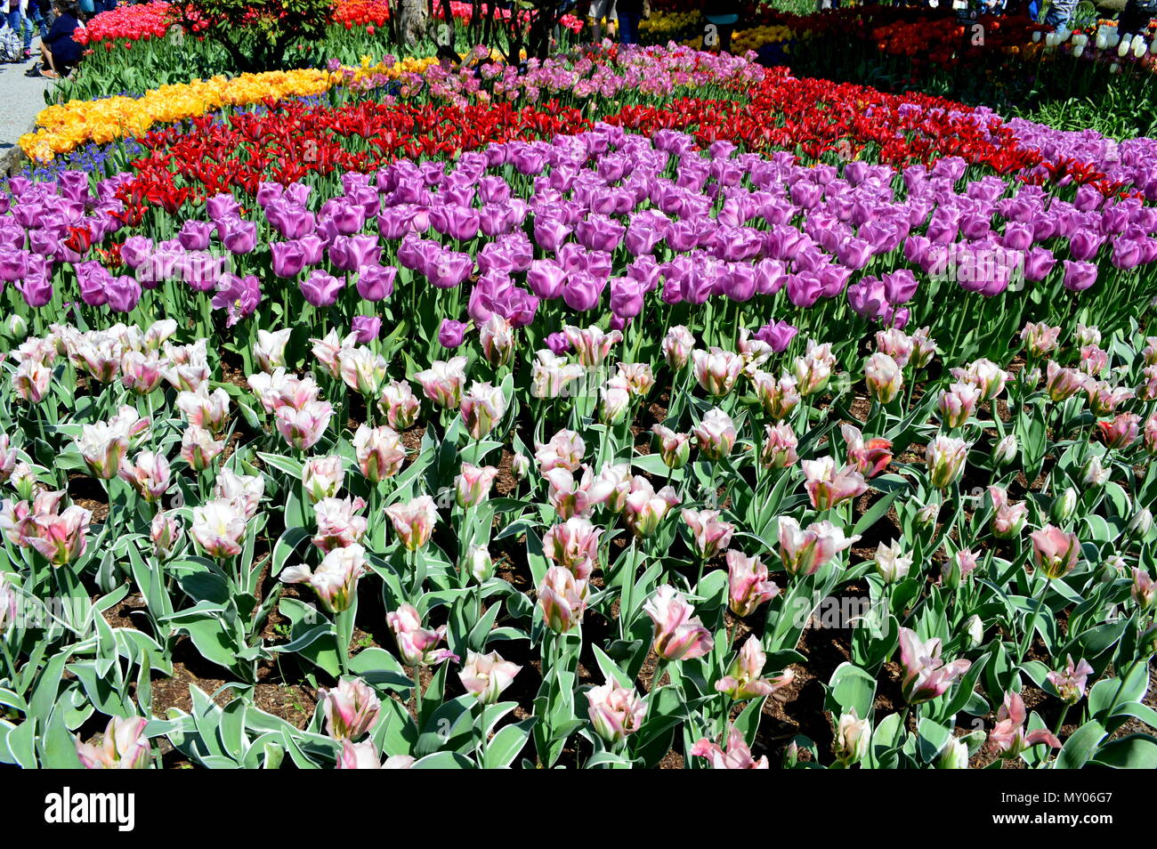 Yeloow flowers hi-res stock photography and images - Alamy