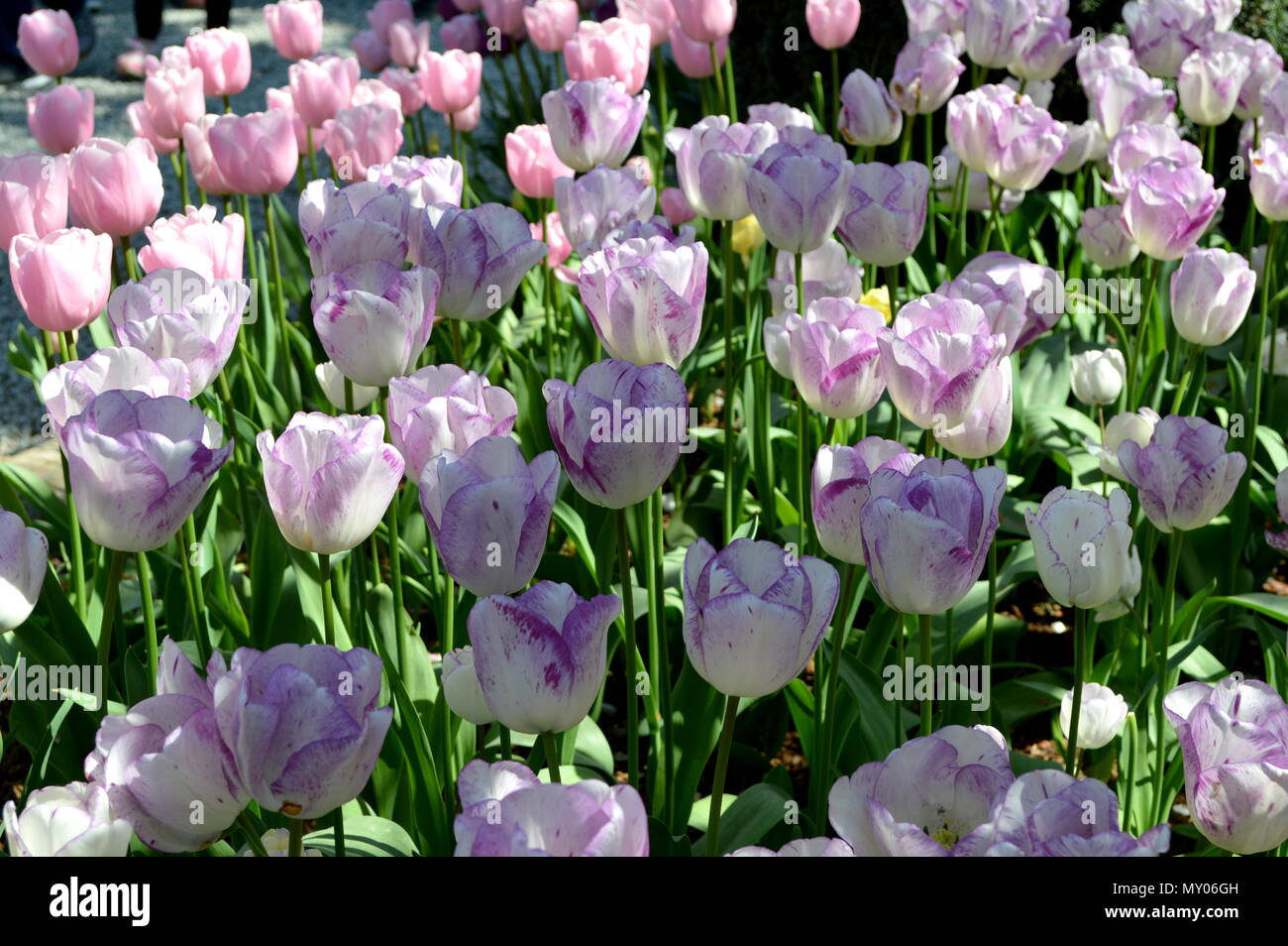 Tulip Bulb Garden Mt Vernon Stock Photo - Alamy