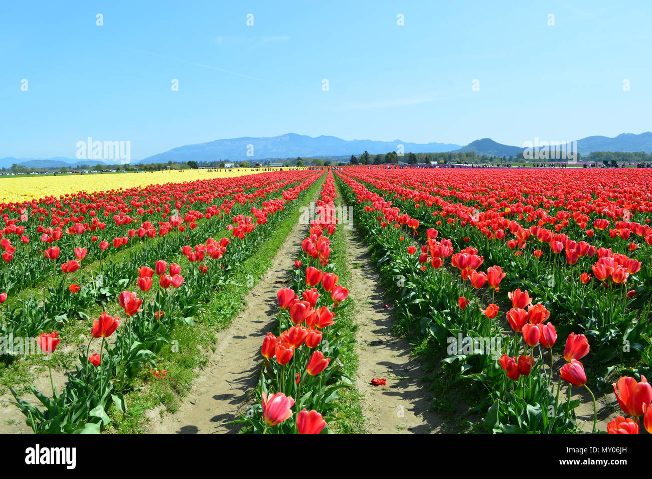 Skagit Valley Bulb Farm Stock Photo - Alamy