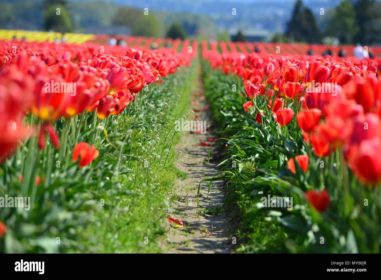 Roozengaarde bulb farm hi-res stock photography and images - Alamy