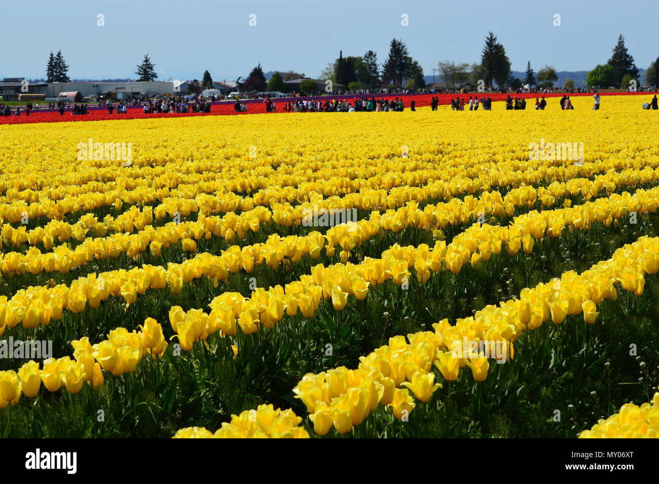 Washington in Bloom Stock Photo - Alamy