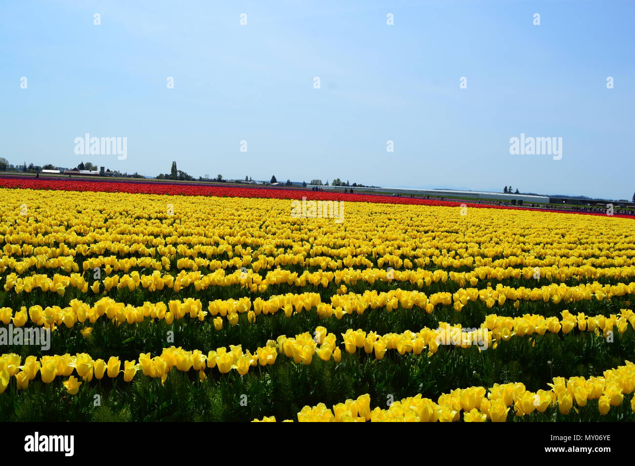Spring colors in Skagit Valley Stock Photo - Alamy