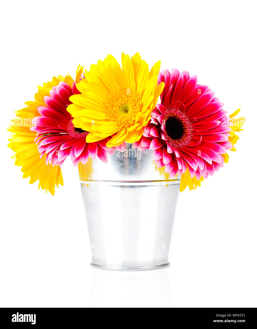 Daisy flowers in the bucket isolated on white Stock Photo - Alamy