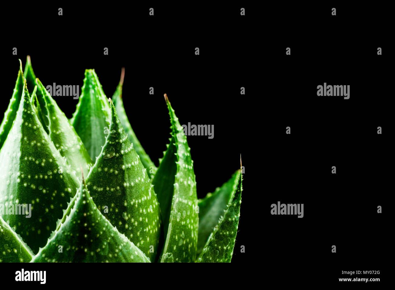 Aloe cosmo hi-res stock photography and images - Alamy