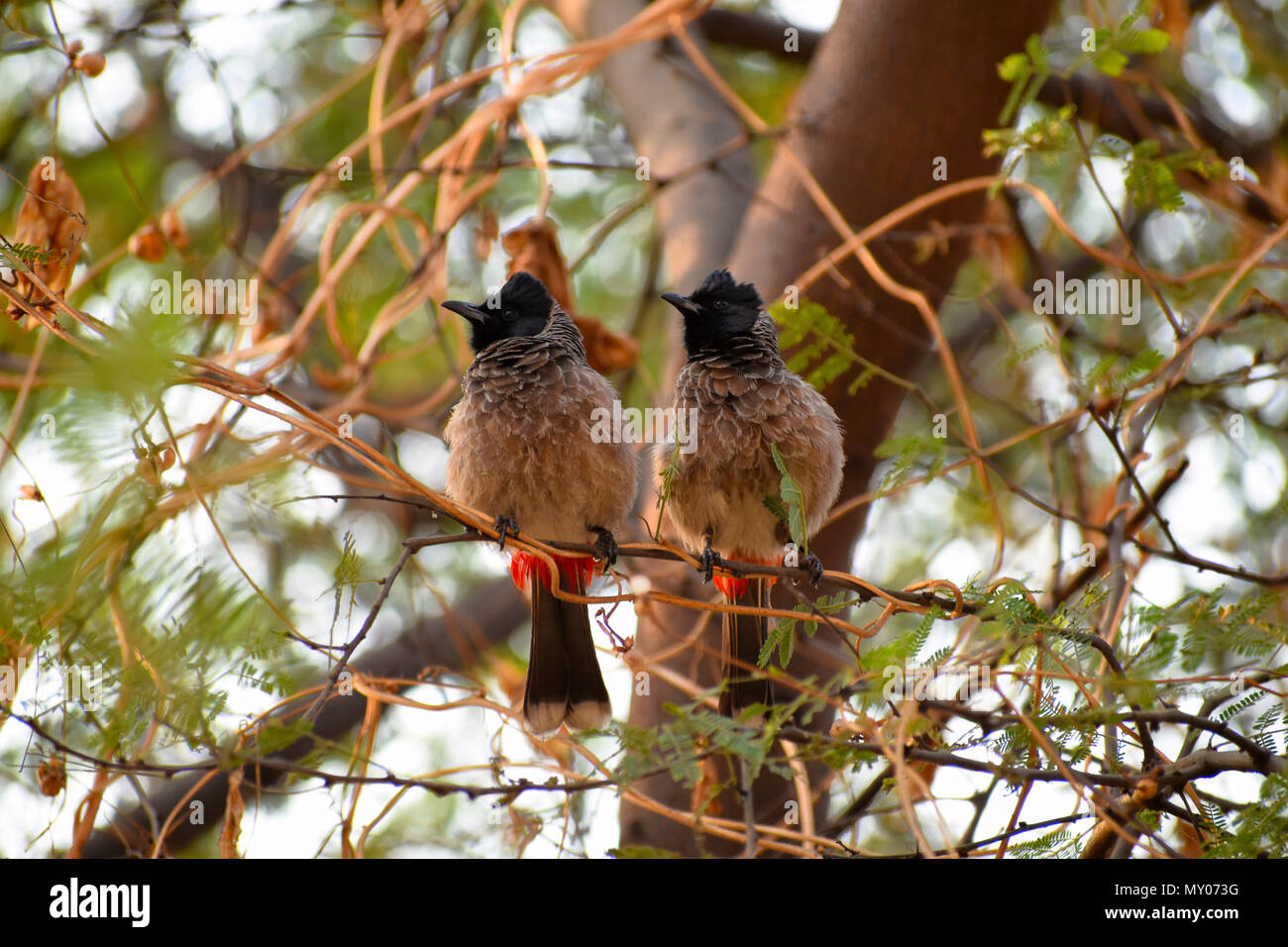 Two bulbuls on a tree branch. The bulbuls are a family, Pycnonotidae ...