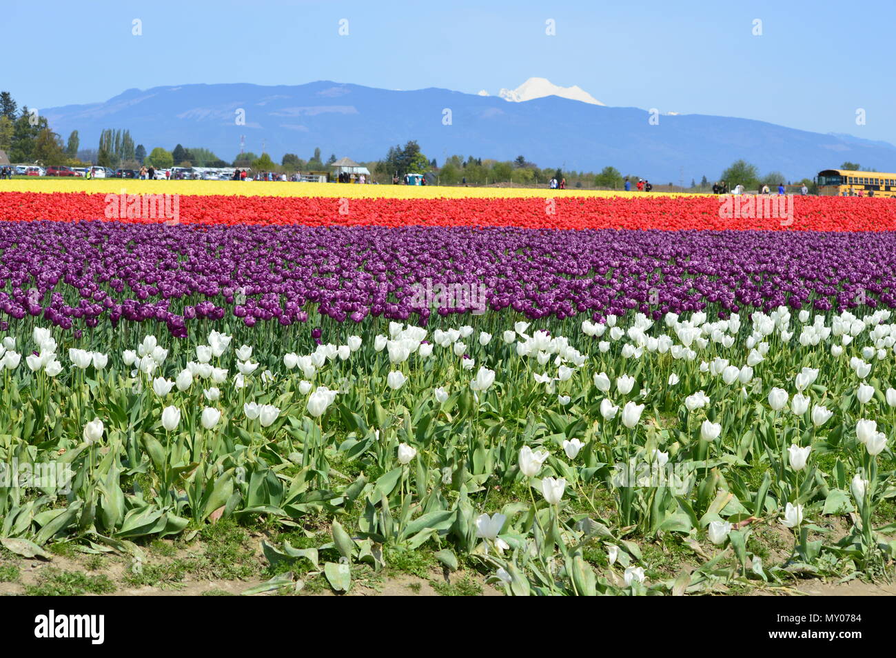 Mount Vernon Tulip Festival Stock Photo - Alamy