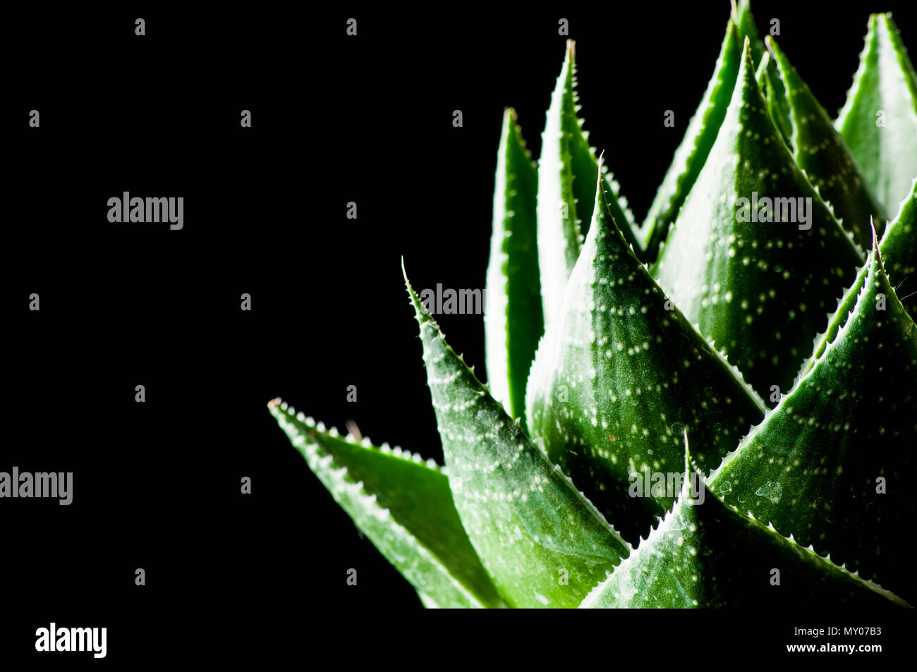 Aloe cosmo hi-res stock photography and images - Alamy