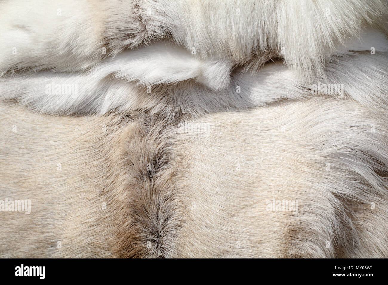 Wolf fur texture background gray hi-res stock photography and images ...