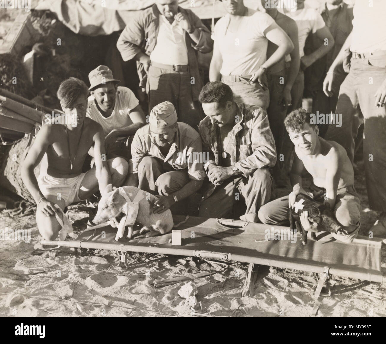 Pig with broken leg hi-res stock photography and images - Alamy