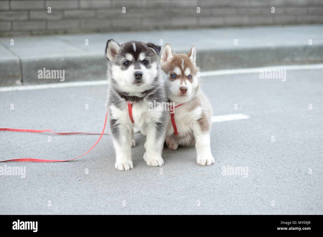 Two little siberian husky puppy outdoor Stock Photo - Alamy
