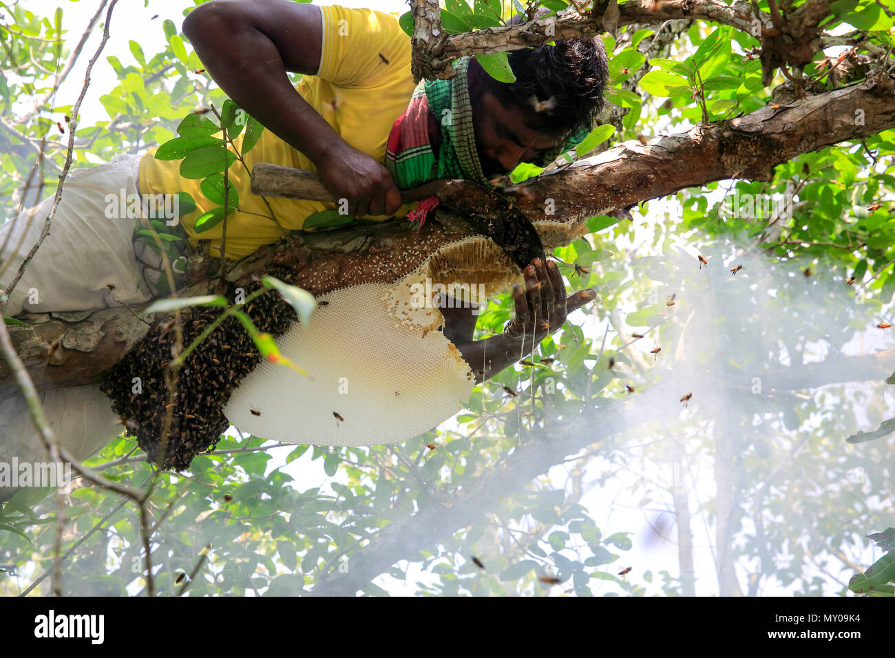 Traditional honey collector hi-res stock photography and images - Alamy