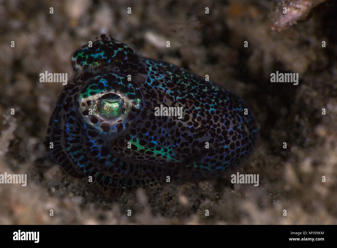 Hummingbird bobtail squid (Euprymna berryi). Picture was taken in ...