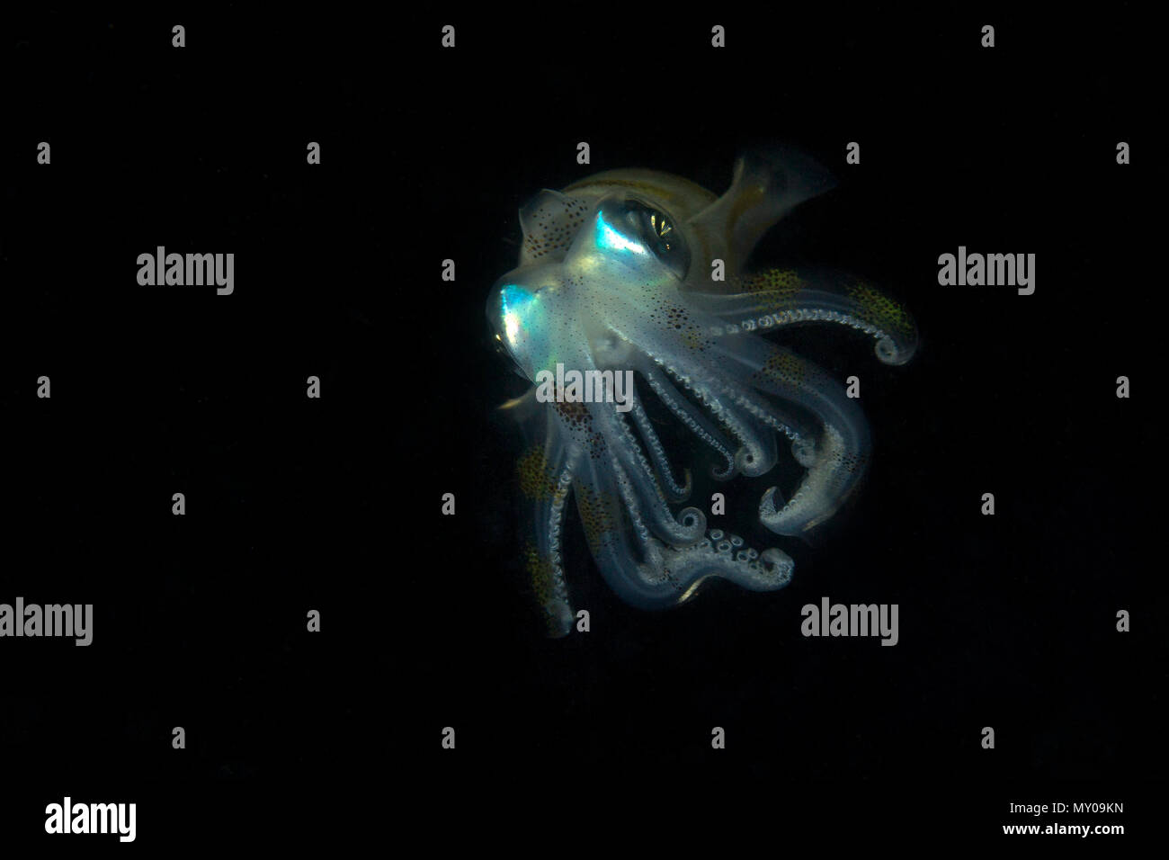 Night creatures hi-res stock photography and images - Alamy