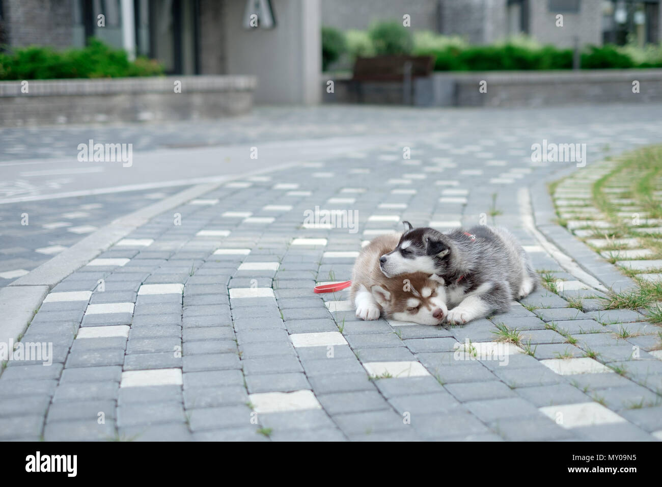 Husky baby dogs hi-res stock photography and images - Alamy