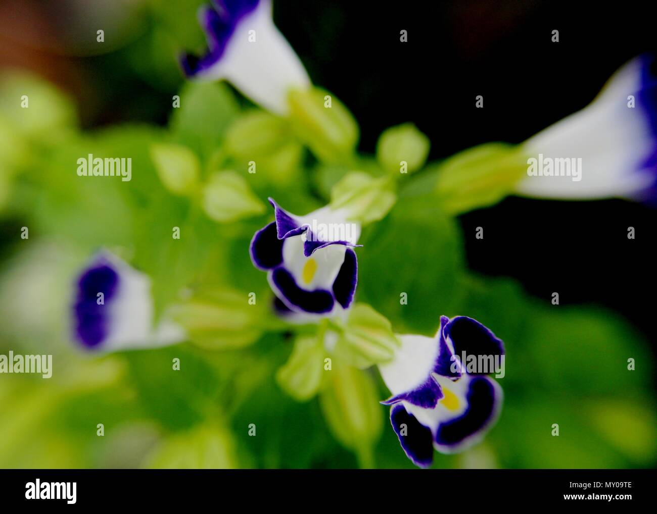 close up view of small beautiful blue color Wishbone Flower (Torenia ...