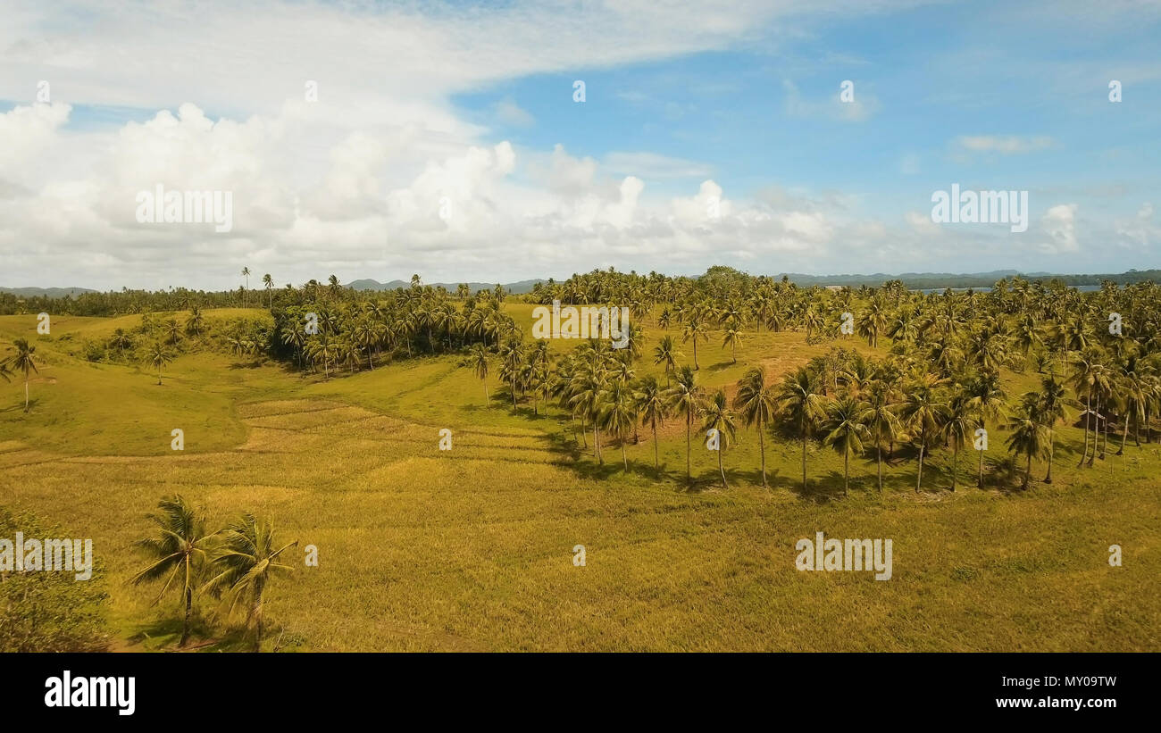 Rice field with yellowish green grass, blue sky, cloud. Tropical ...