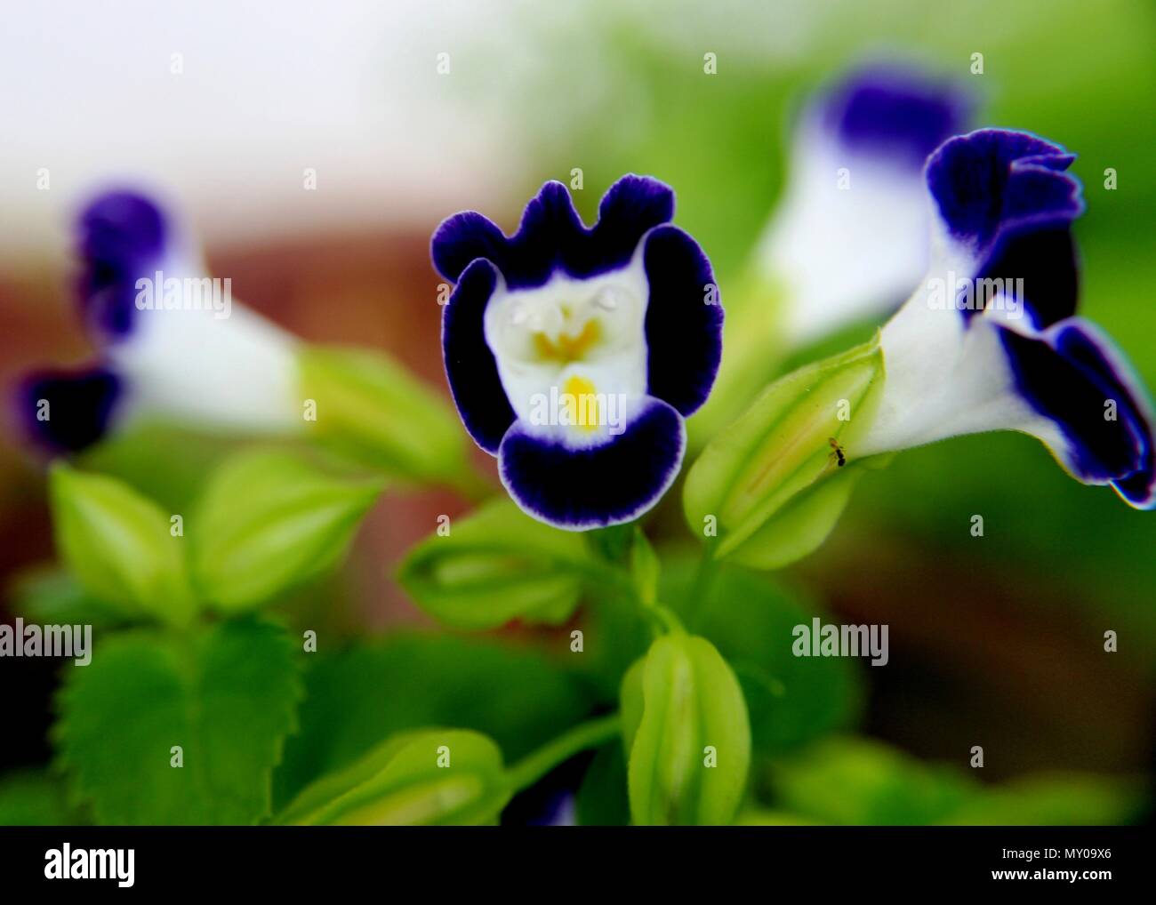 close up view of small beautiful blue color Wishbone Flower (Torenia ...
