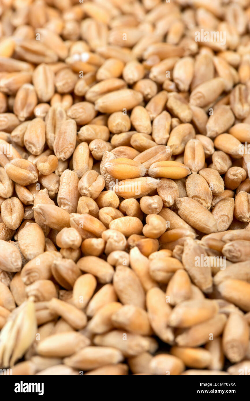 Pile of scattered dry wheat grains close-up Stock Photo - Alamy