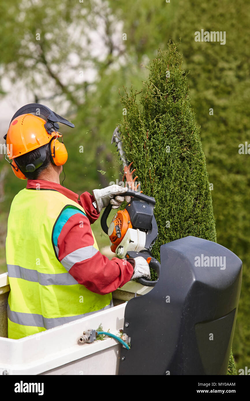 Equiped worker pruning a tree on a crane. Gardening works Stock Photo ...