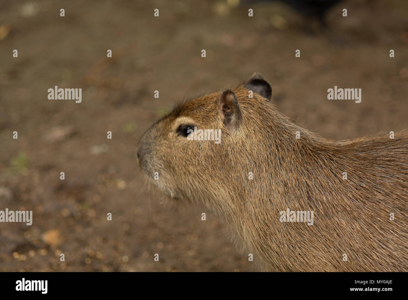 Chiguire hi-res stock photography and images - Alamy