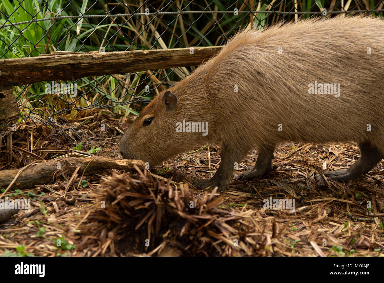 Chiguire hi-res stock photography and images - Alamy