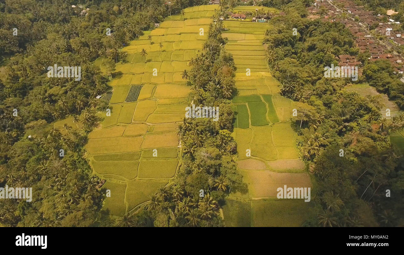 Aerial view of Rice Terrace field, Ubud, Bali, Indonesia.rice ...