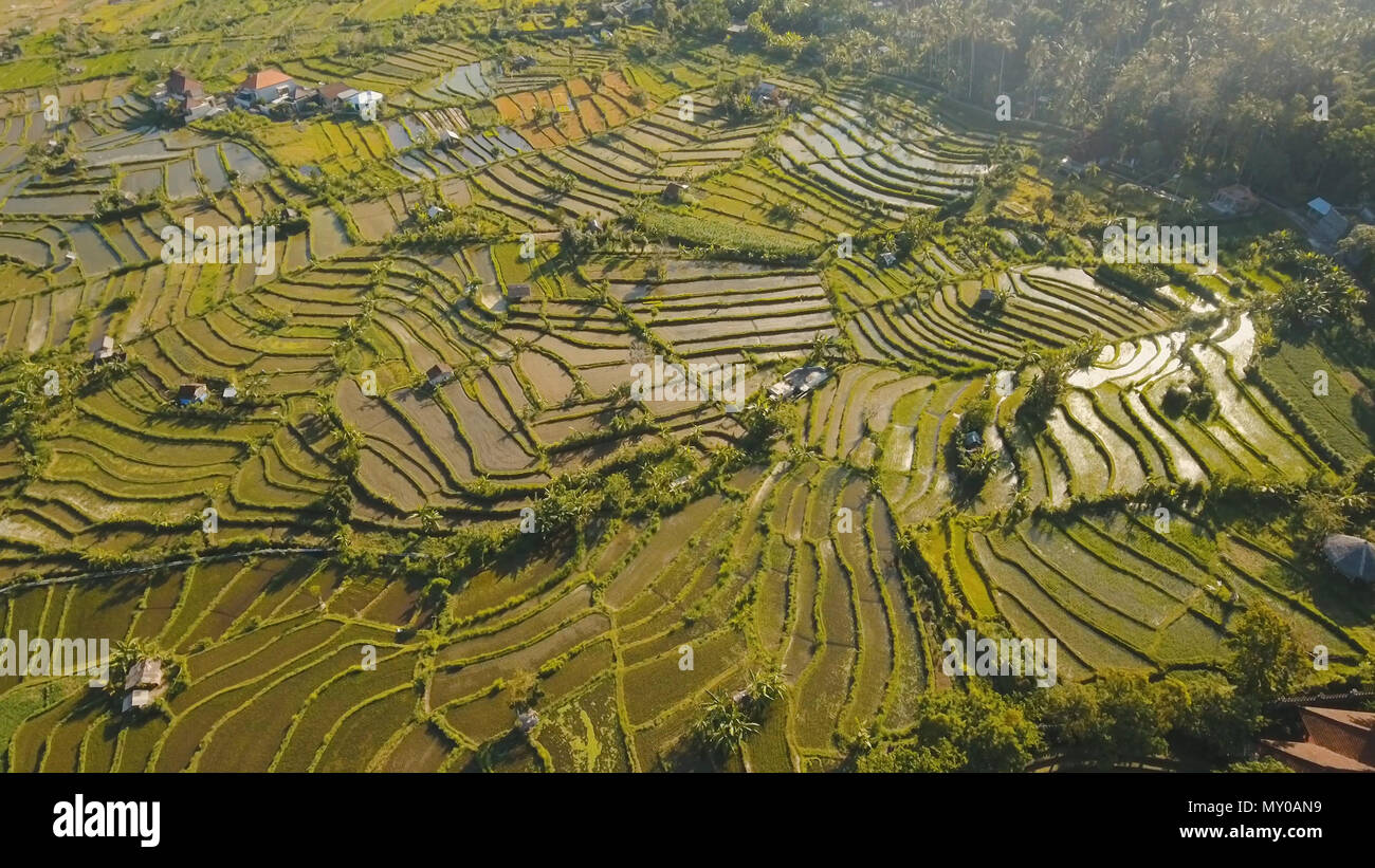 Rice terrace field in the mountains, farmlands, trees. Aerial view of ...