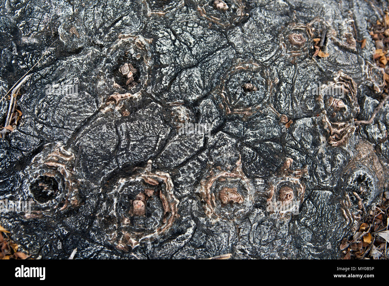 Stromatolites in closeup Stock Photo - Alamy