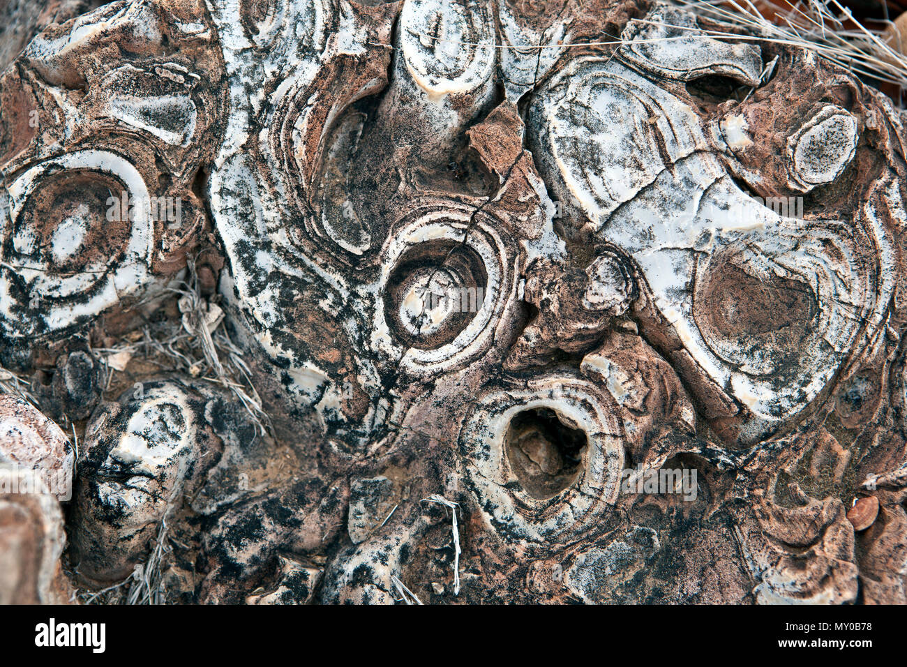 Fossil stromatolites blue green algae hi-res stock photography and ...
