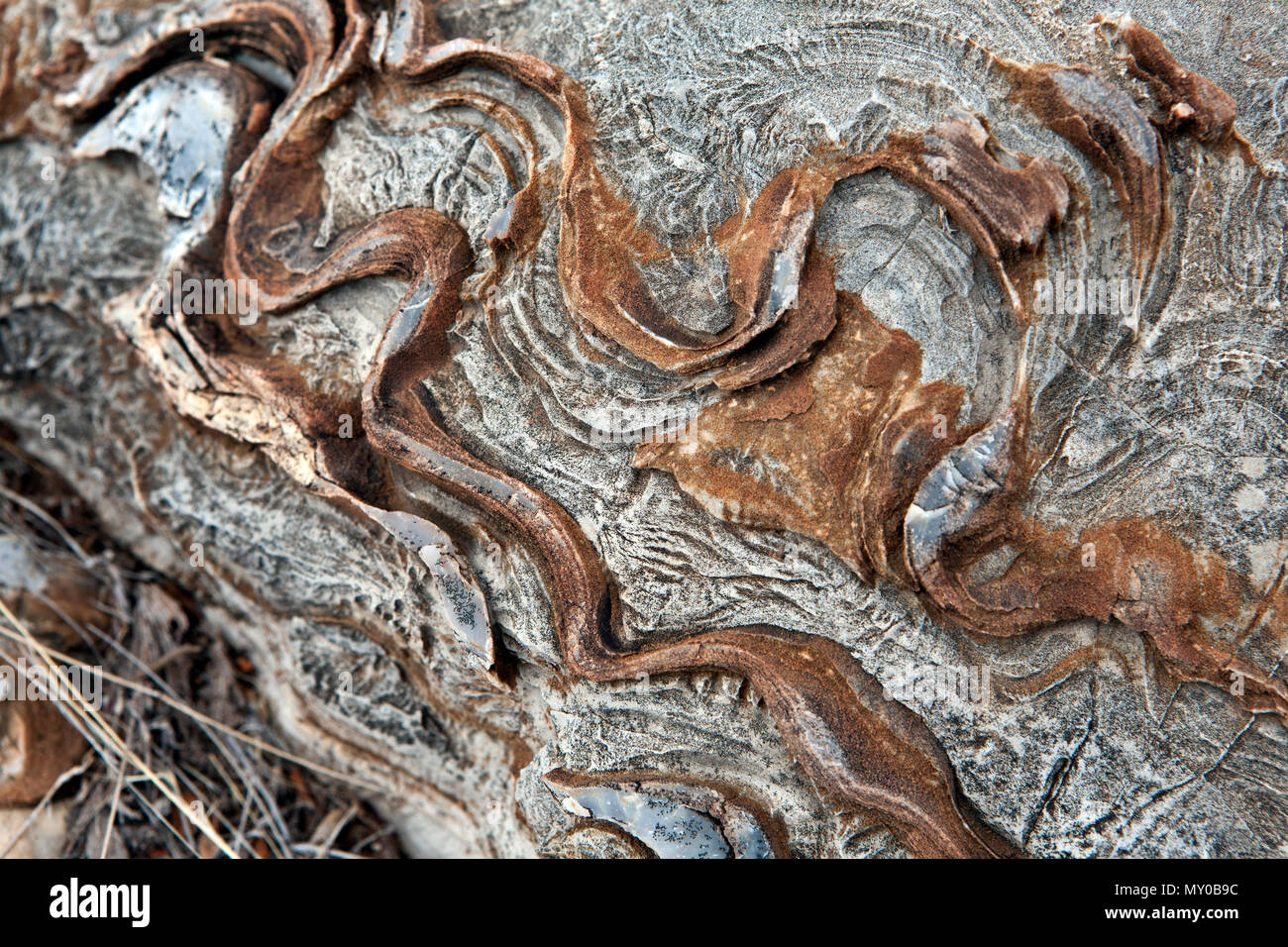 Oncolite hi-res stock photography and images - Alamy