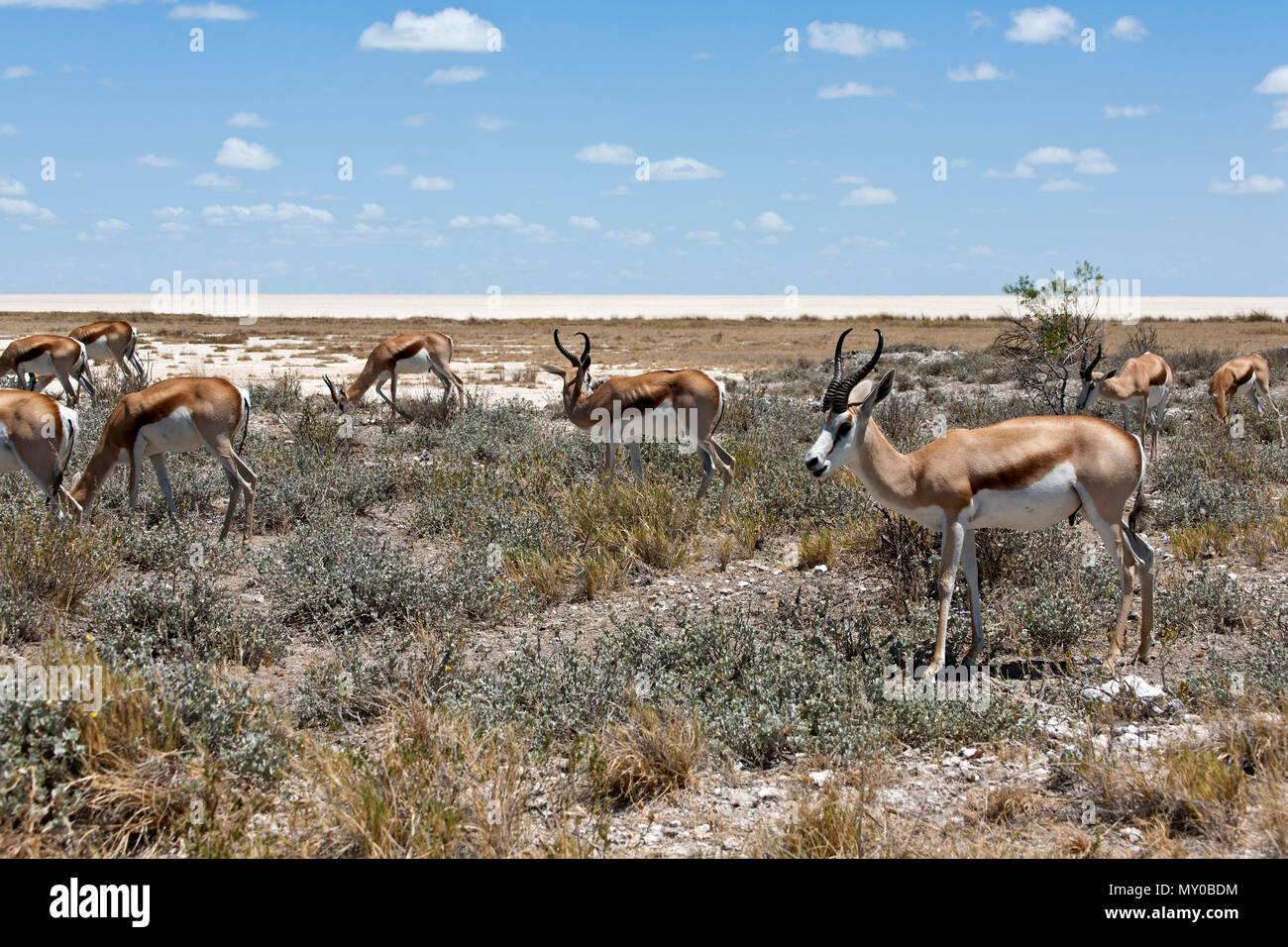 Springbucks Antidorcas marsupialis in Etosha National Park Namibia ...