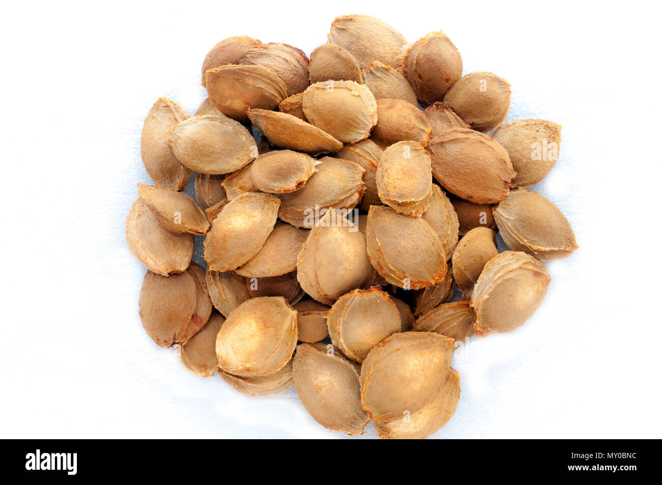 Apricot pits, isolated on white background Stock Photo - Alamy