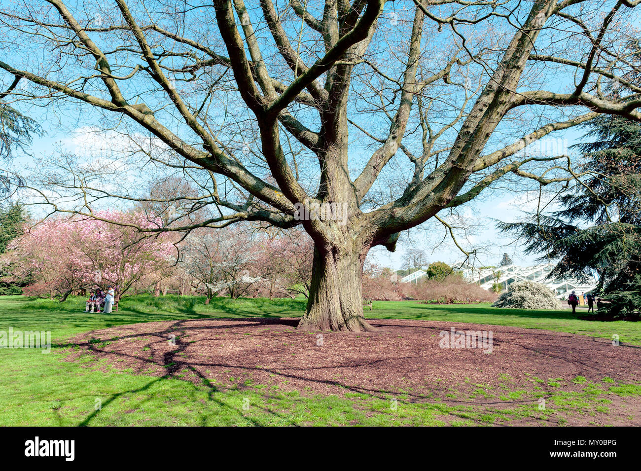 London, UK - April 2018: Big red oak or or champion oak (Quercus rubra ...